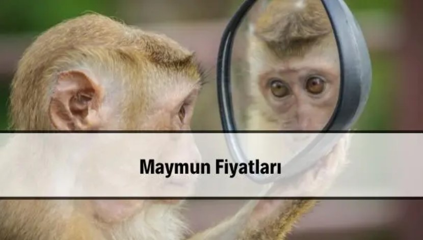 Maymun Fiyatları ve Özellikleri